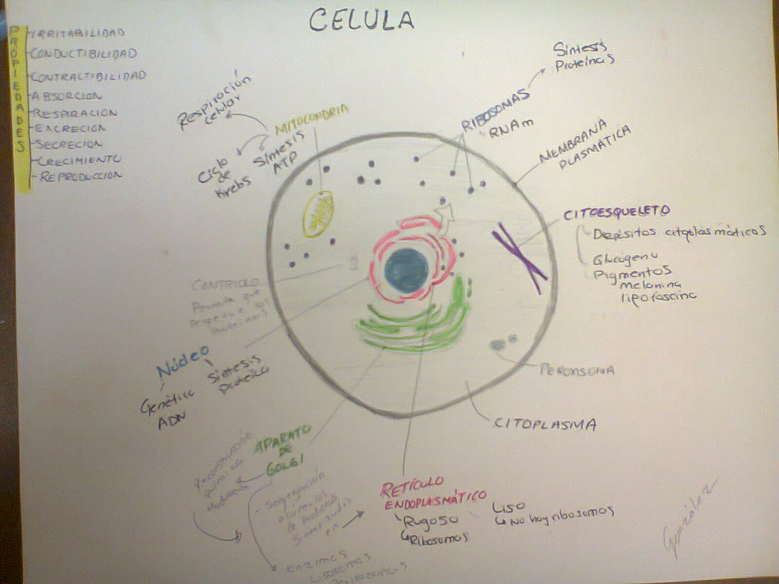 04/09/2013 ESQUEMA DE LA CELULA ~ BLOG DE FISIOLOGÍA BASICA
